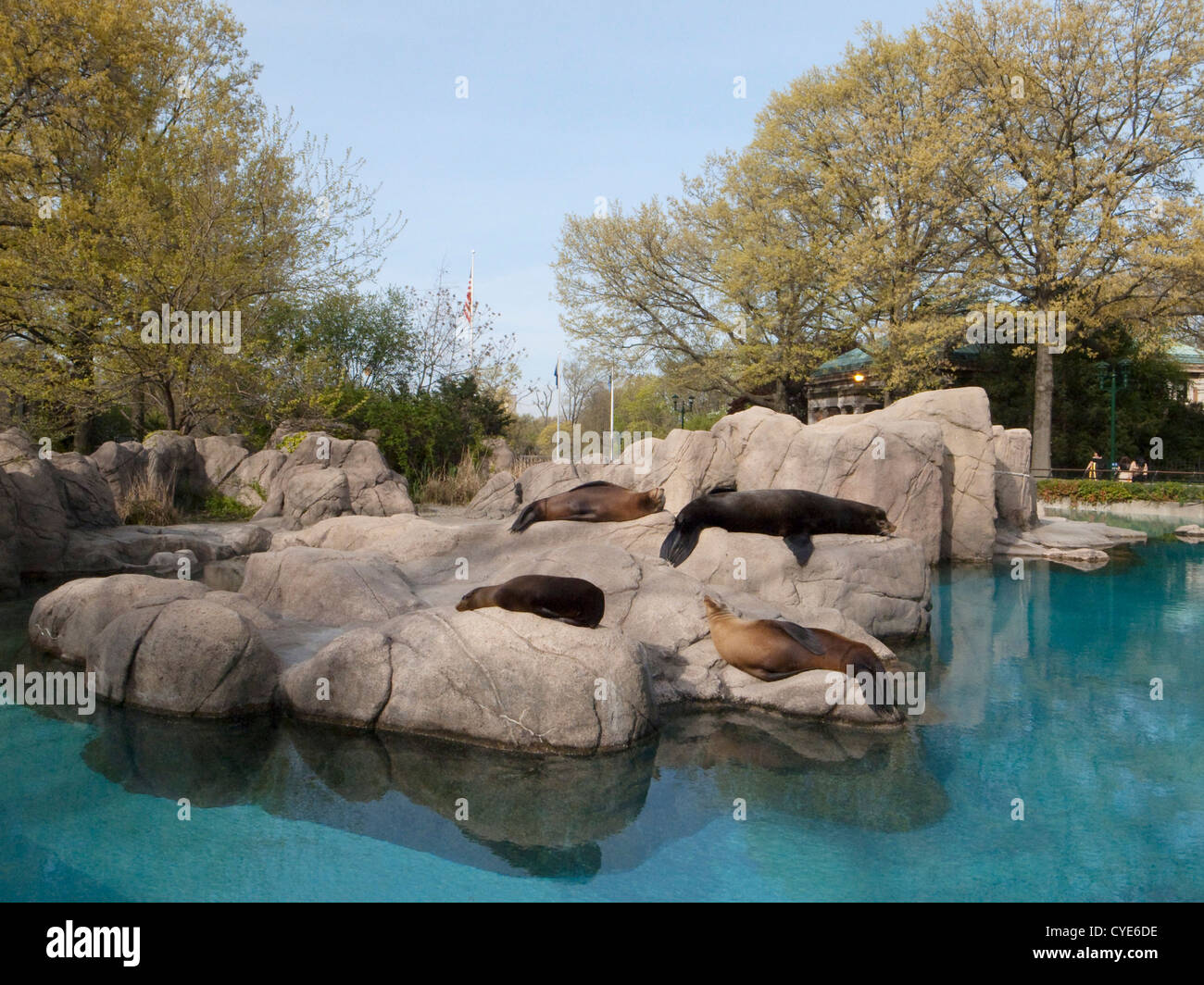 The bronx hi-res stock photography and images - Alamy