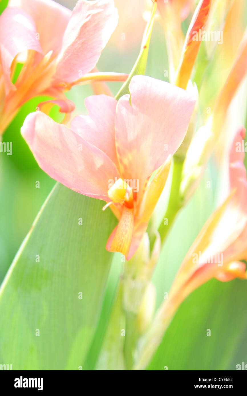 Pink flowers spring card hi-res stock photography and images - Alamy