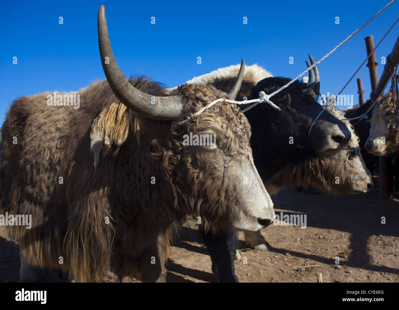Yaks at Kashgar Animal Market, Xinjiang Uyghur Autonomous Region, China ...