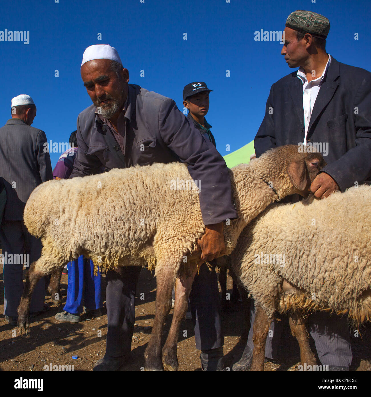 Uyghur Men Checking Cattle In Kashgar Animal Market, Xinjiang Uyghur ...