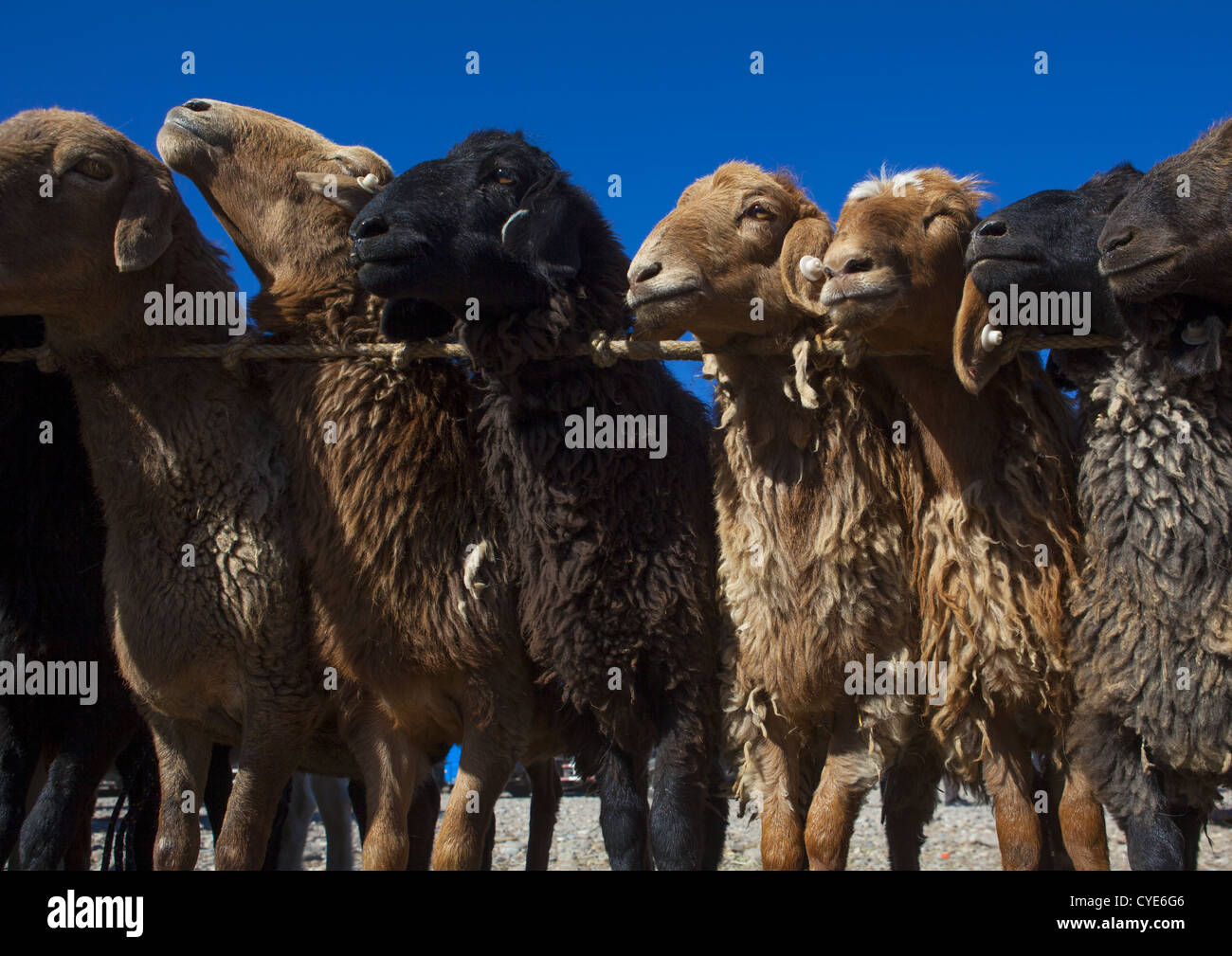 Sheeps in line, Kashgar Animal Market, Xinjiang Uyghur Autonomous ...