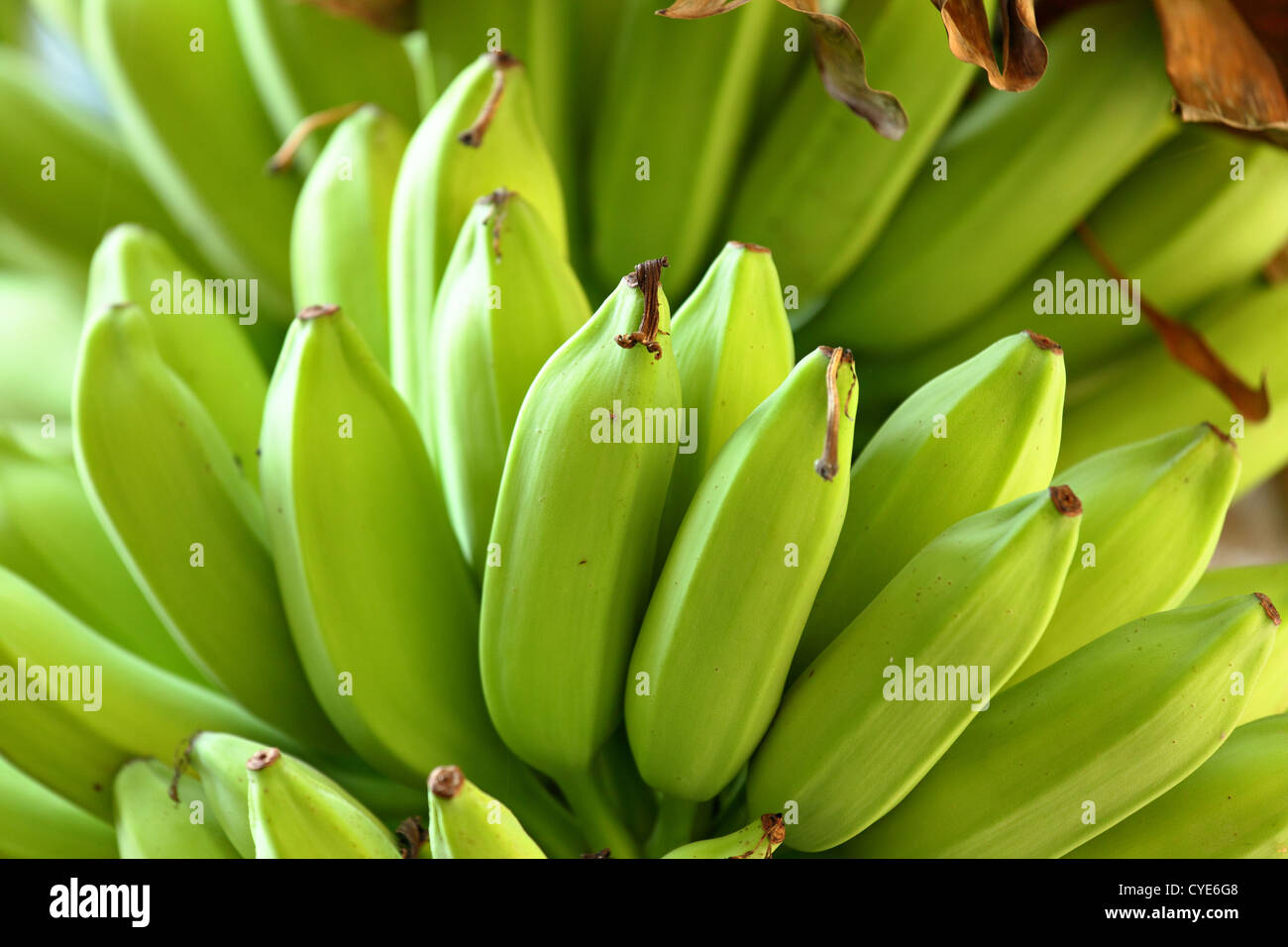 banana on tree Stock Photo - Alamy