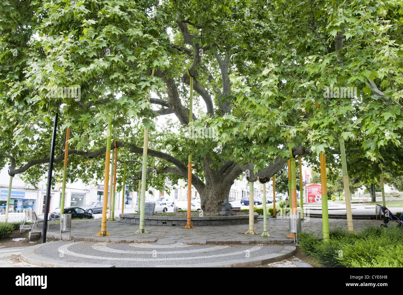 Large plane tree (Platanus) in Portalegre, Portugal. The tree is the ...