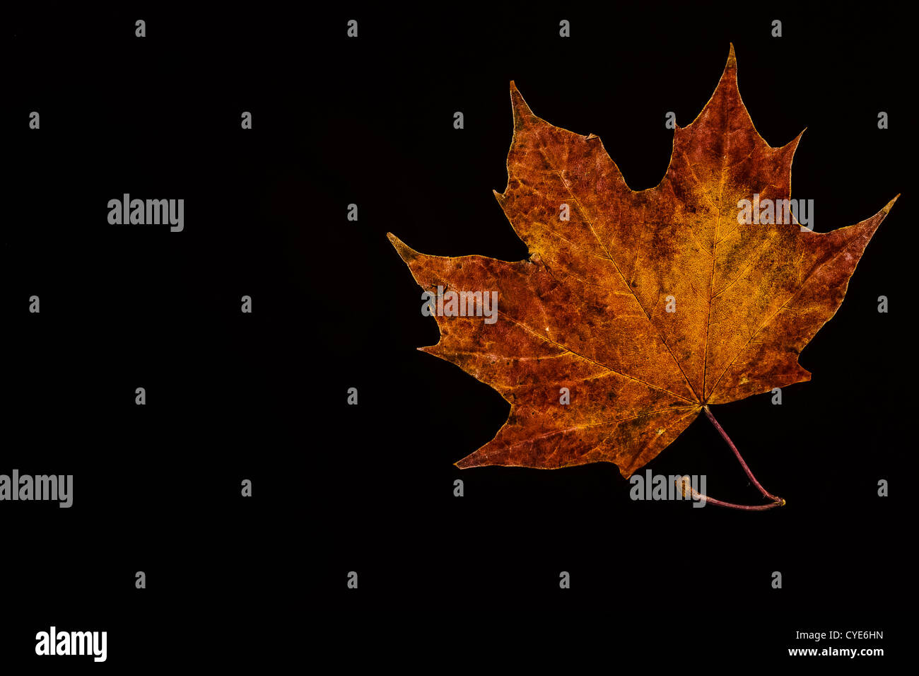 Deep red leaf patterns hi-res stock photography and images - Alamy