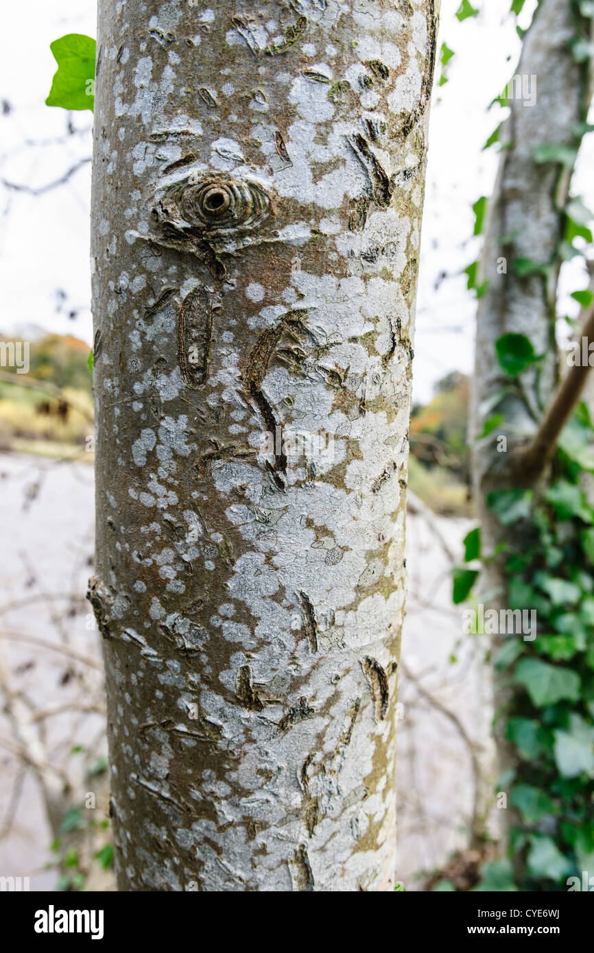 Ash tree, Britain, 2012 - lesions in the bark of a young ash tree ...