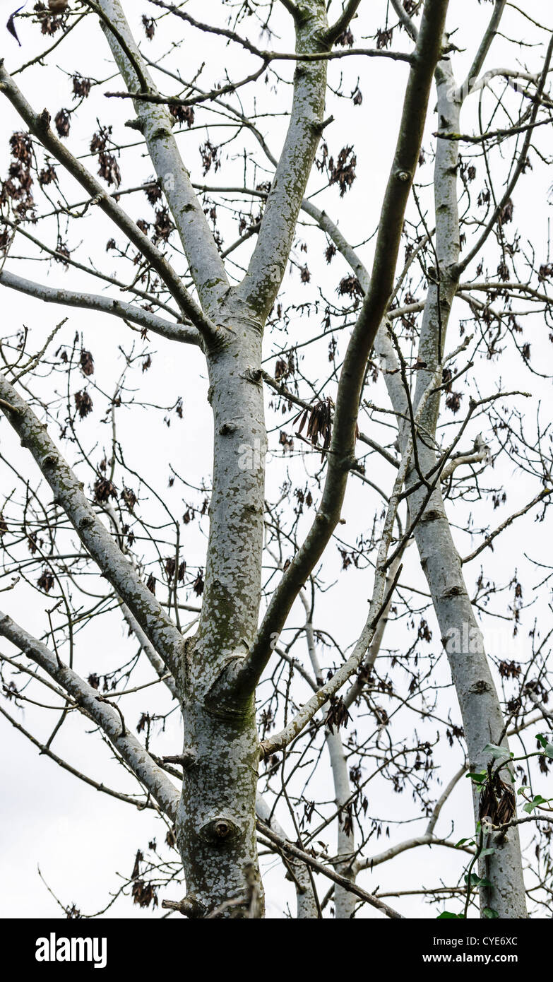 Ash tree, Britain, 2012 - young ash tree with ash keys, bare in late ...