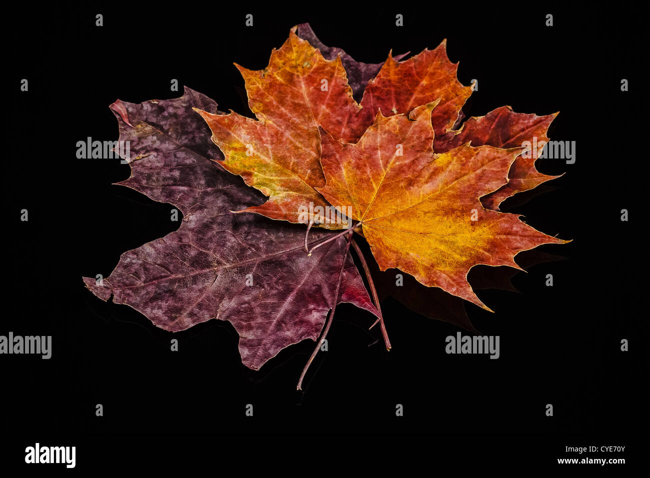 beautiful maple leaves Stock Photo - Alamy