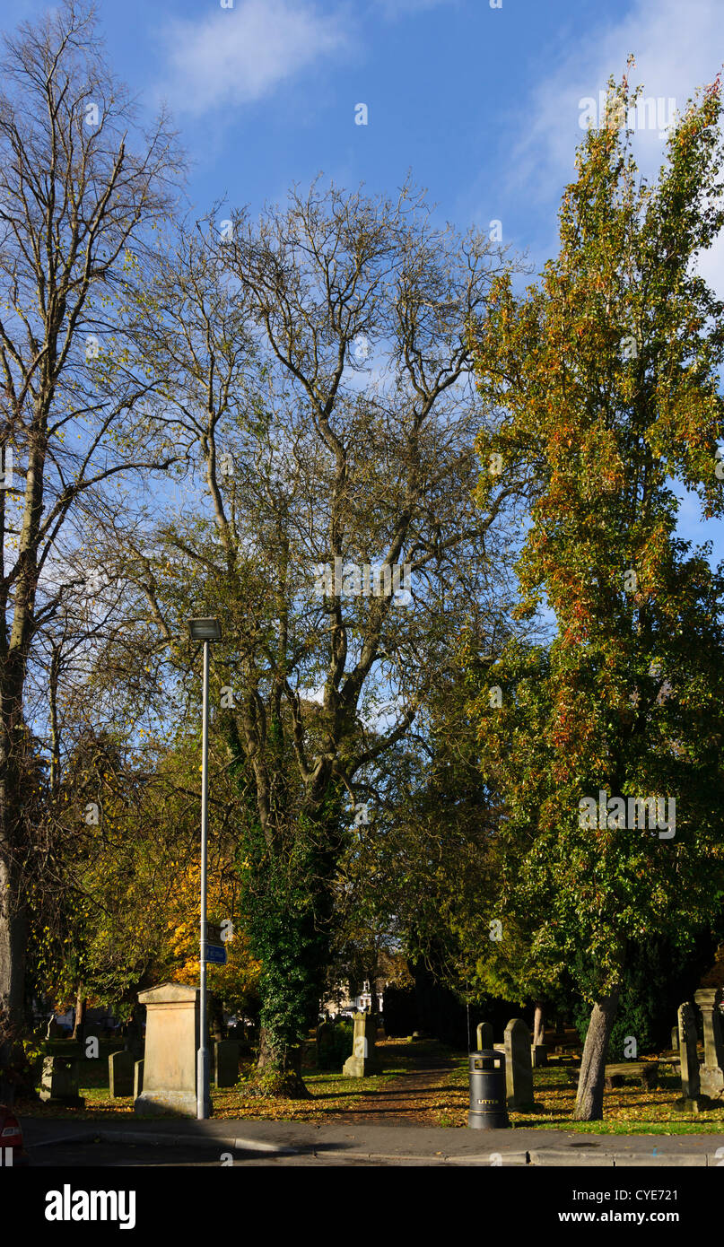 Ashtree hi-res stock photography and images - Alamy