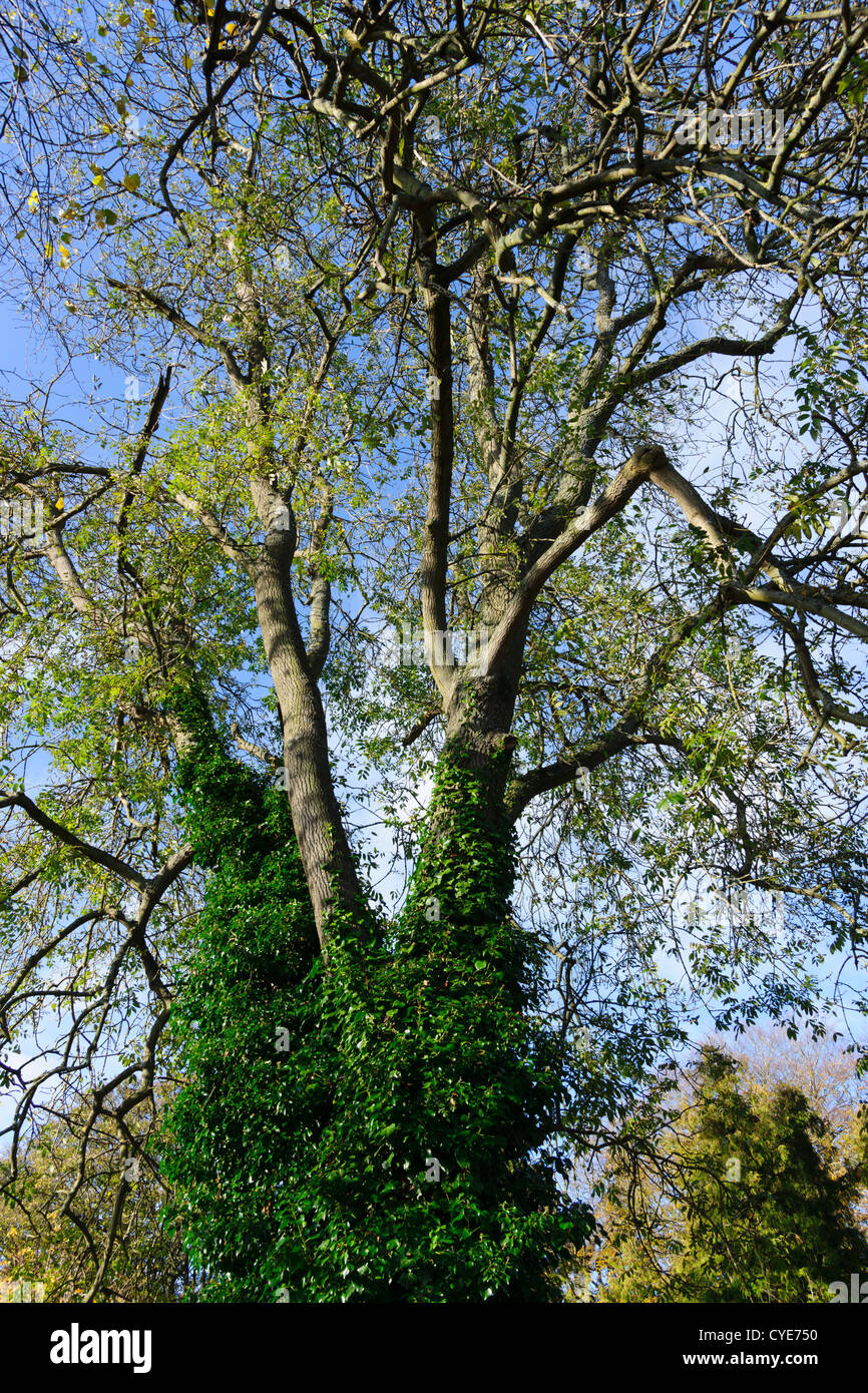 Ash tree, Britain, 2012 - a mature ash tree covered in ivy growing in a ...