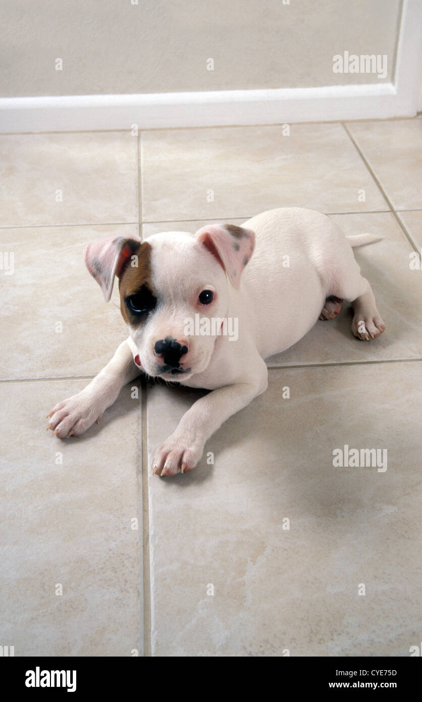 white staffordshire bull terrier puppy Stock Photo - Alamy