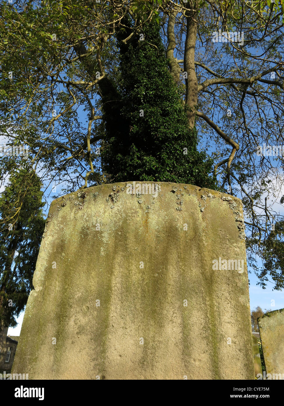 Ash tree, Britain, 2012 - a mature ash tree covered in ivy growing in a ...