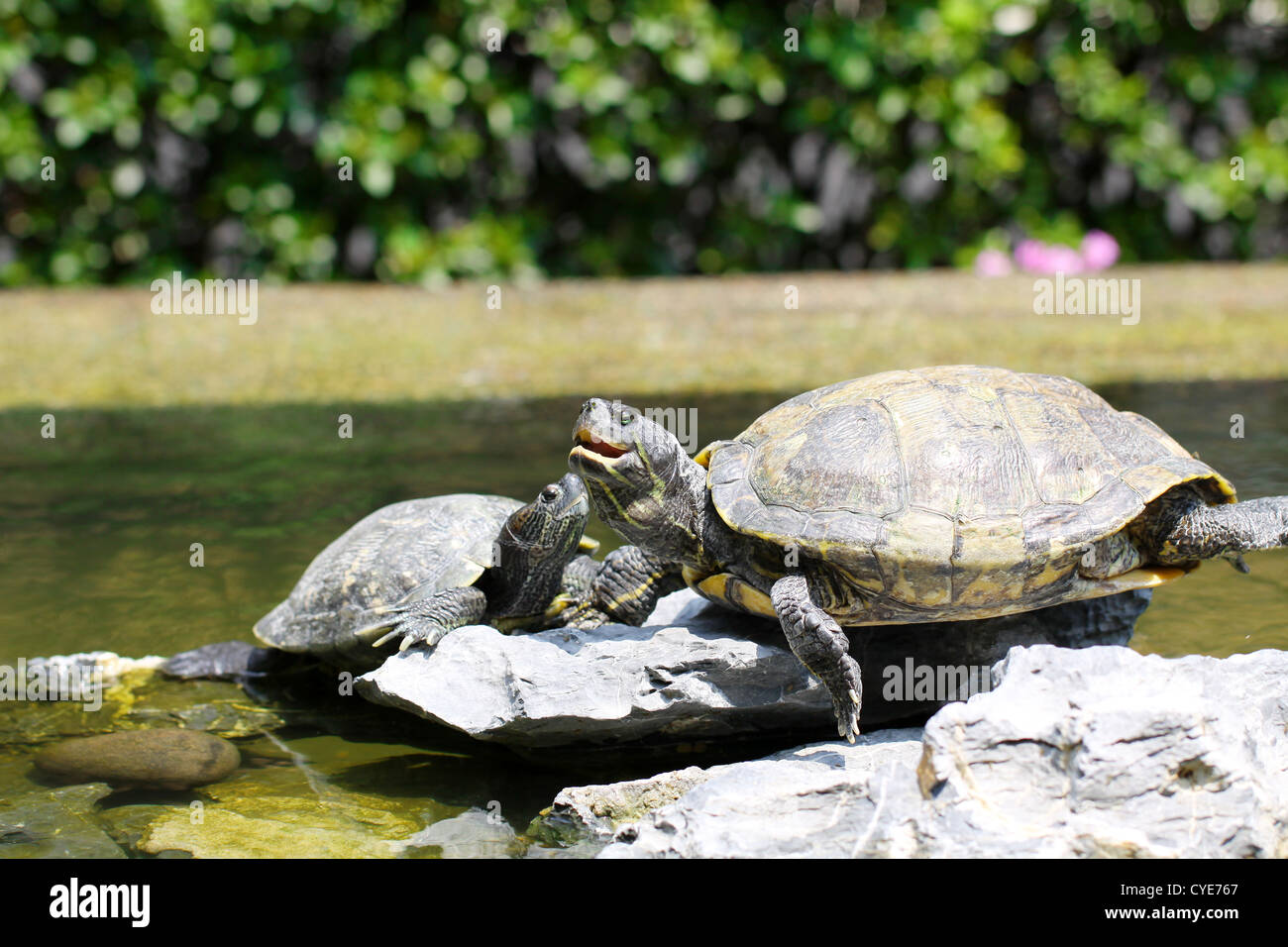 Male and female tortoises hi-res stock photography and images - Alamy