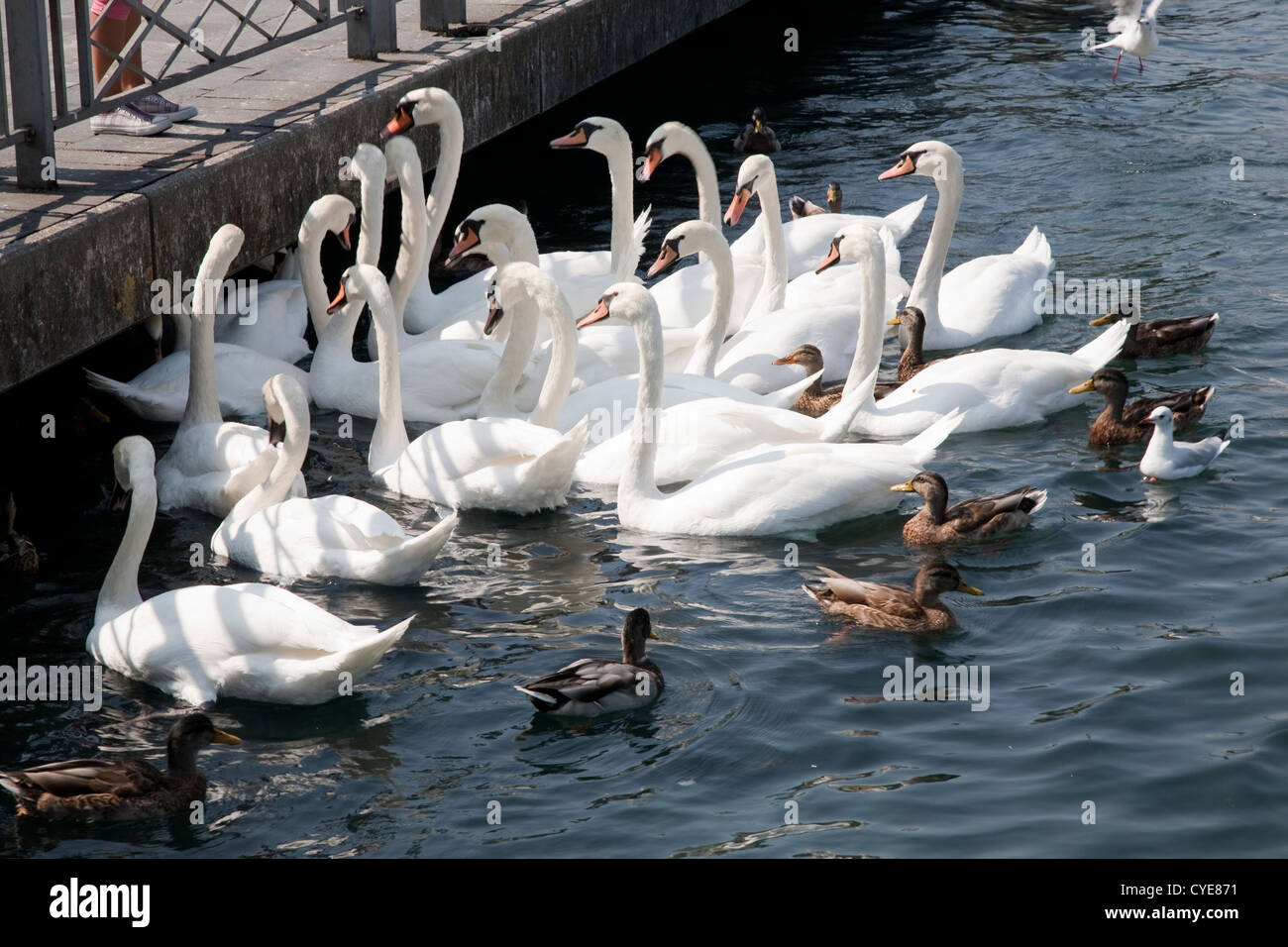 Swans and Ducks on Lake Geneva, Switzerland Stock Photo - Alamy