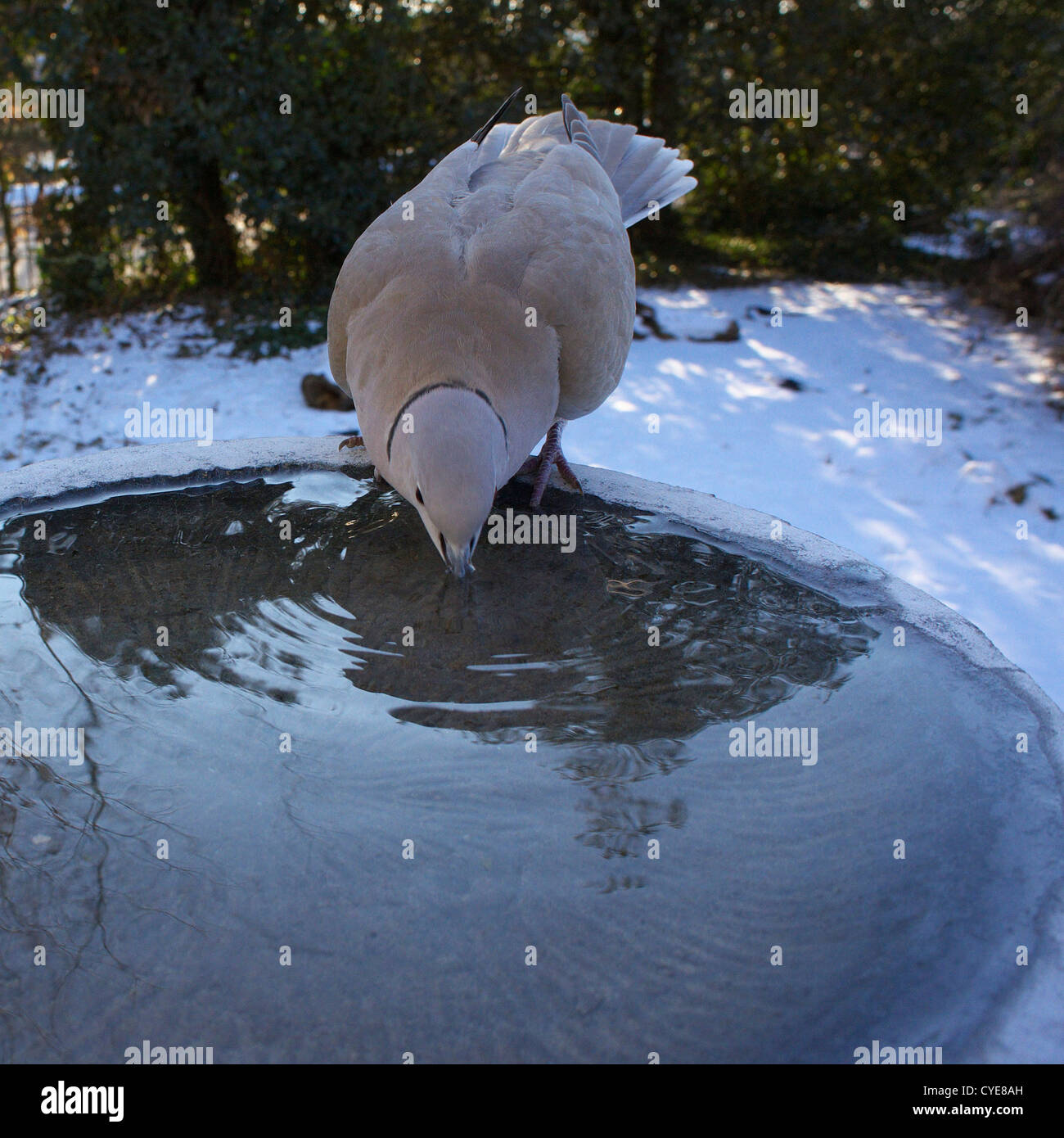 Doves drinking water hi-res stock photography and images - Alamy