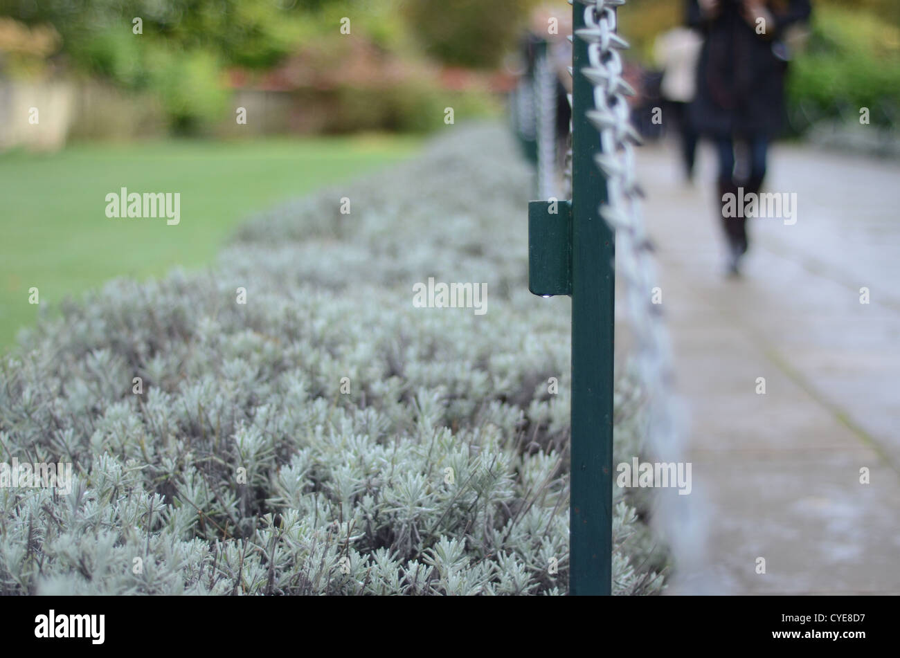 Heather grass garden hi-res stock photography and images - Alamy