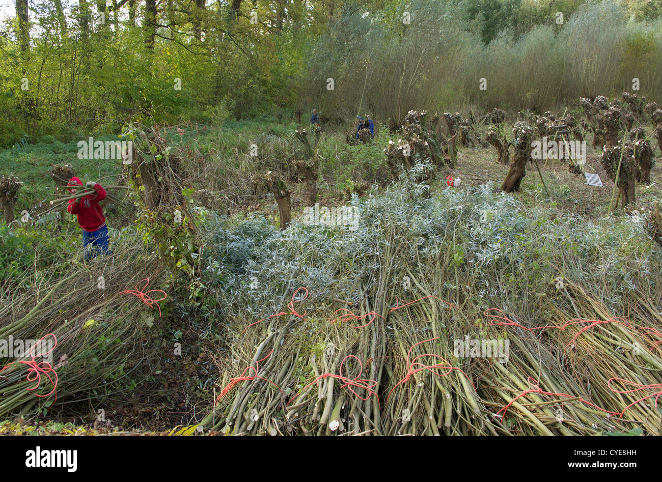 Pollarding willow trees in Neerijnen the Netherlands Stock Photo - Alamy