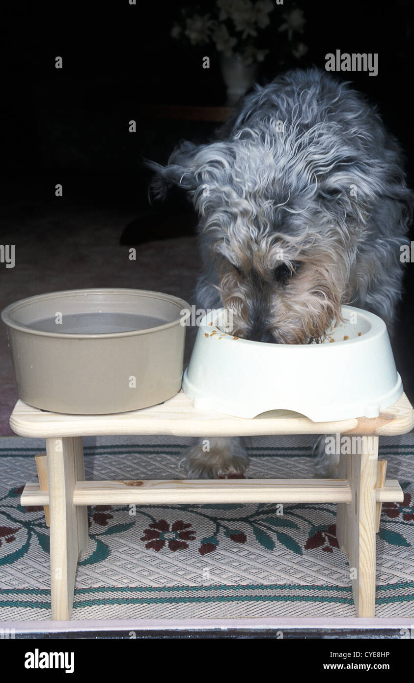 Strain dog hi-res stock photography and images - Alamy