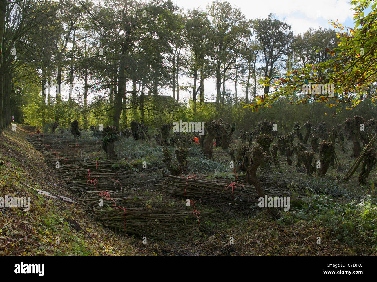 Pollarding willow trees in Neerijnen the Netherlands Stock Photo - Alamy