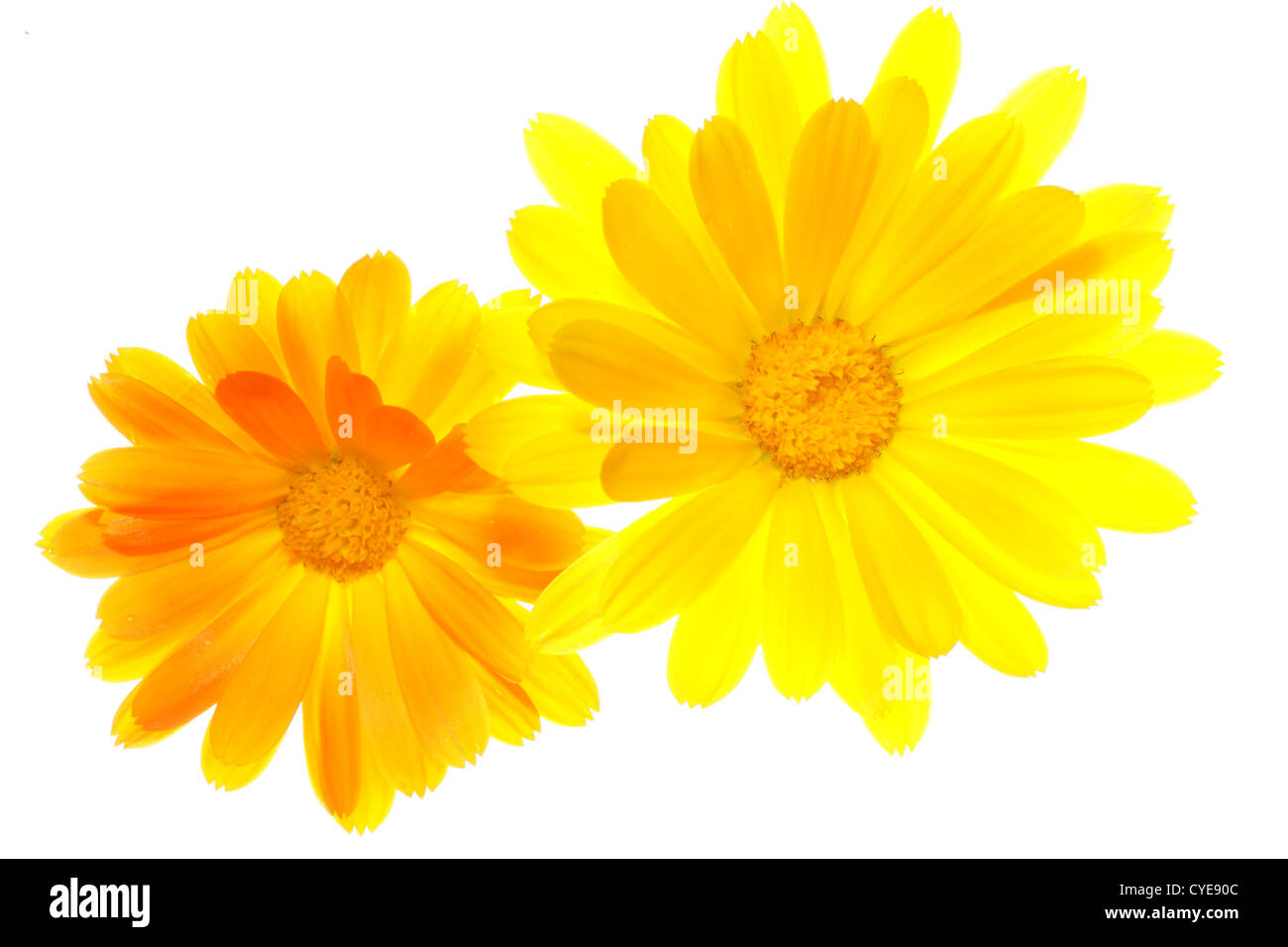 flower isolated on white Stock Photo - Alamy