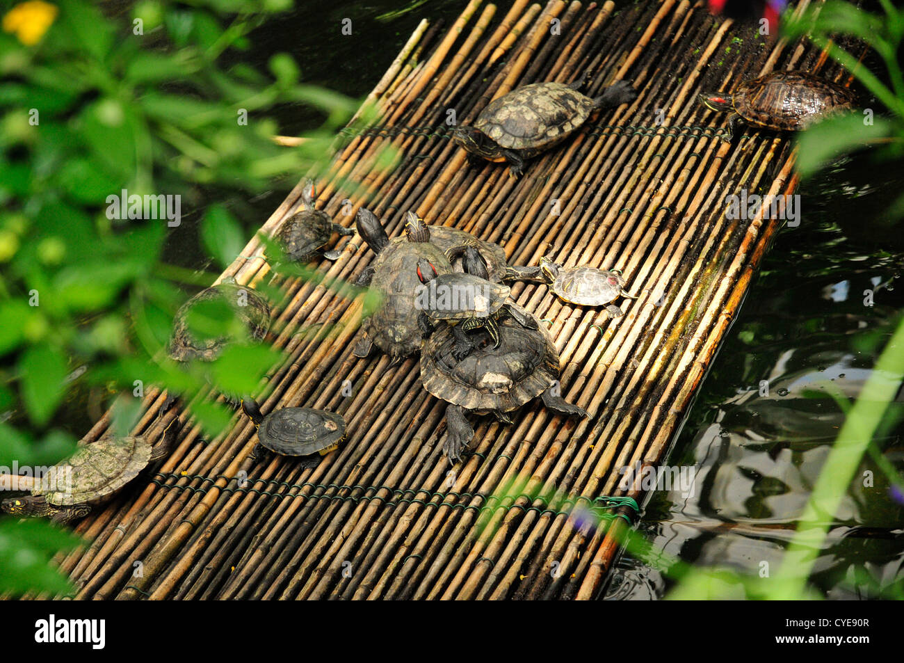Turtles in zoo Stock Photo - Alamy