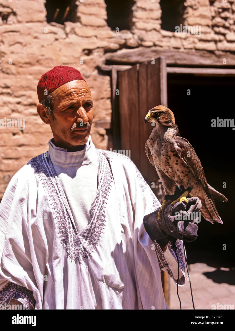 Falcon marrakesh hi-res stock photography and images - Alamy