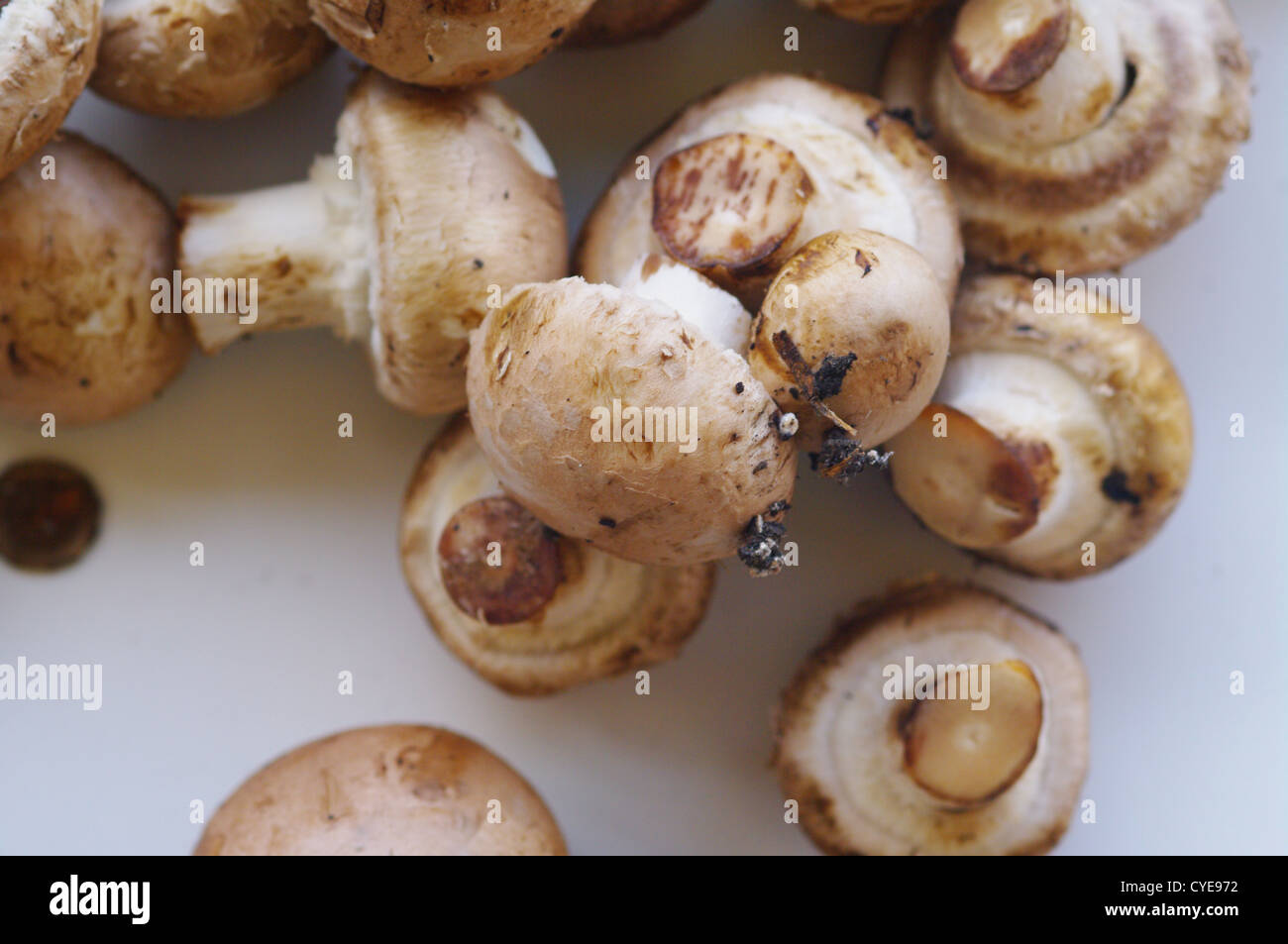 fresh brown button field mushroom on white Stock Photo - Alamy