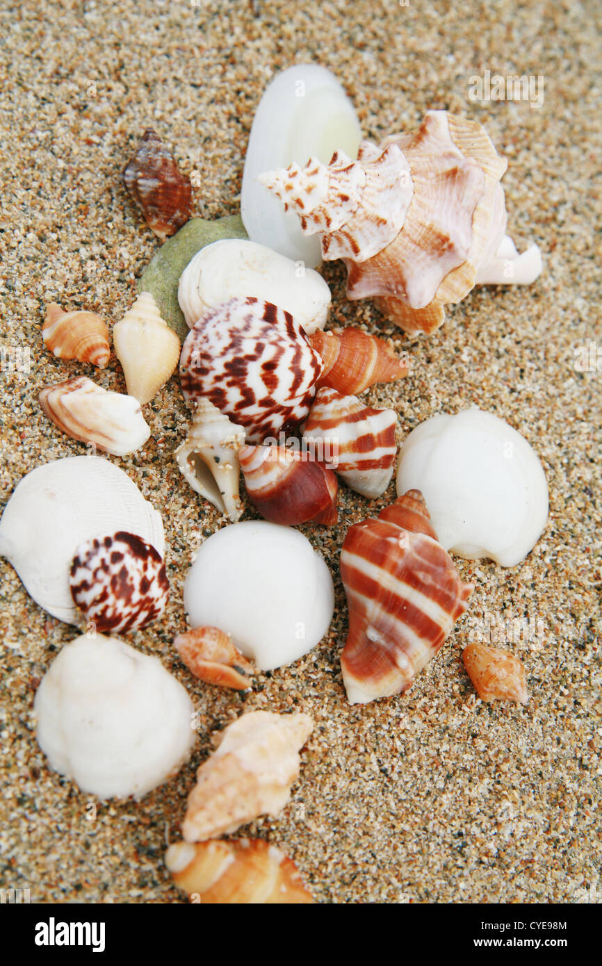 beautiful shells on very nice beach, focus in on the shells (shallow ...
