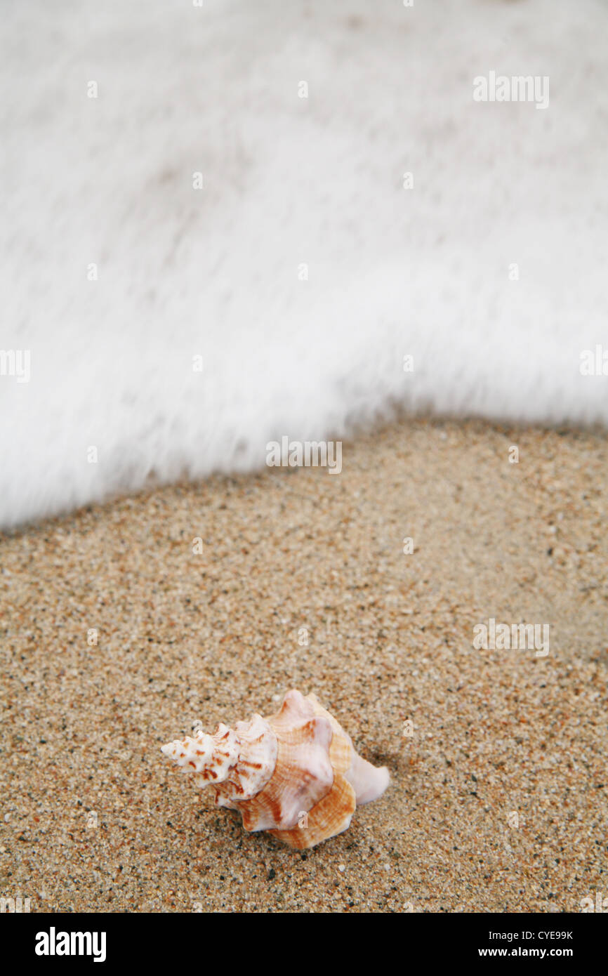 beautiful shells on very nice beach, focus in on the shells (shallow ...