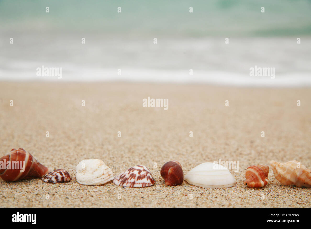 beautiful shells on very nice beach, focus in on the shells (shallow ...