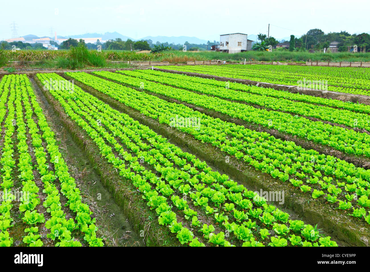 lettuce plant in field Stock Photo - Alamy