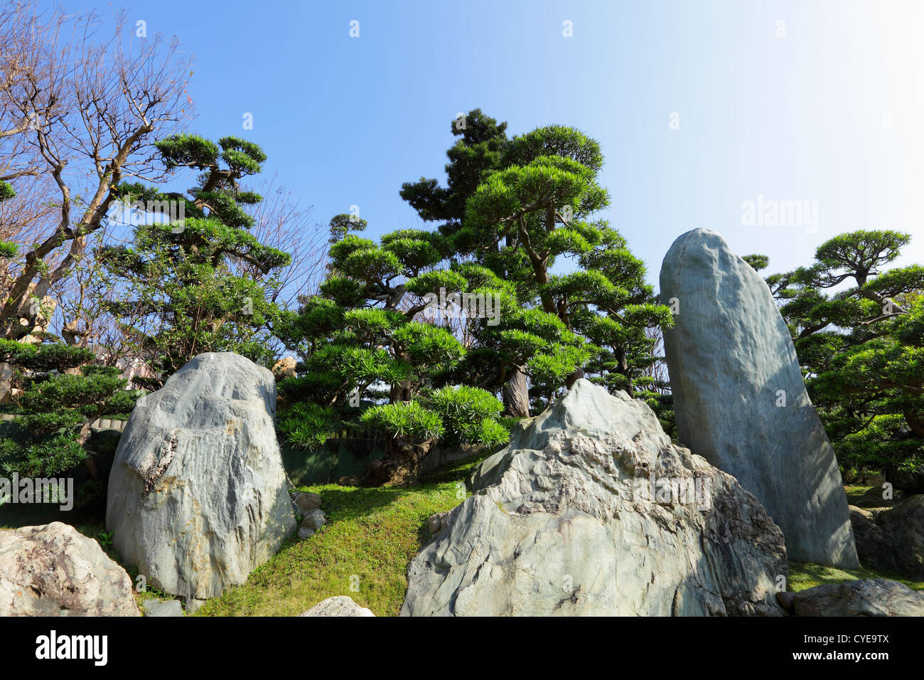 chinese garden plant Stock Photo - Alamy