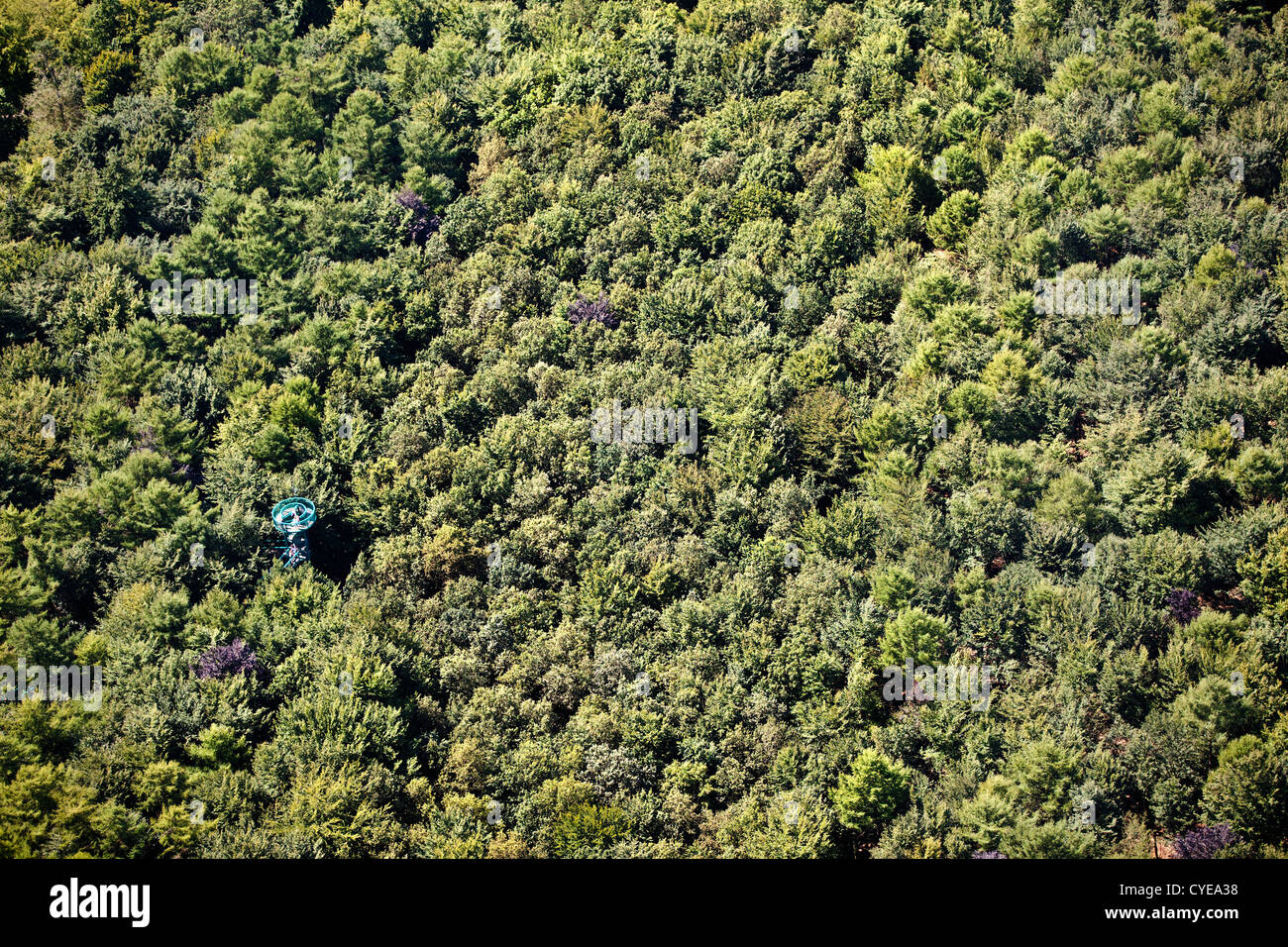 Boomkroonpad hi-res stock photography and images - Alamy