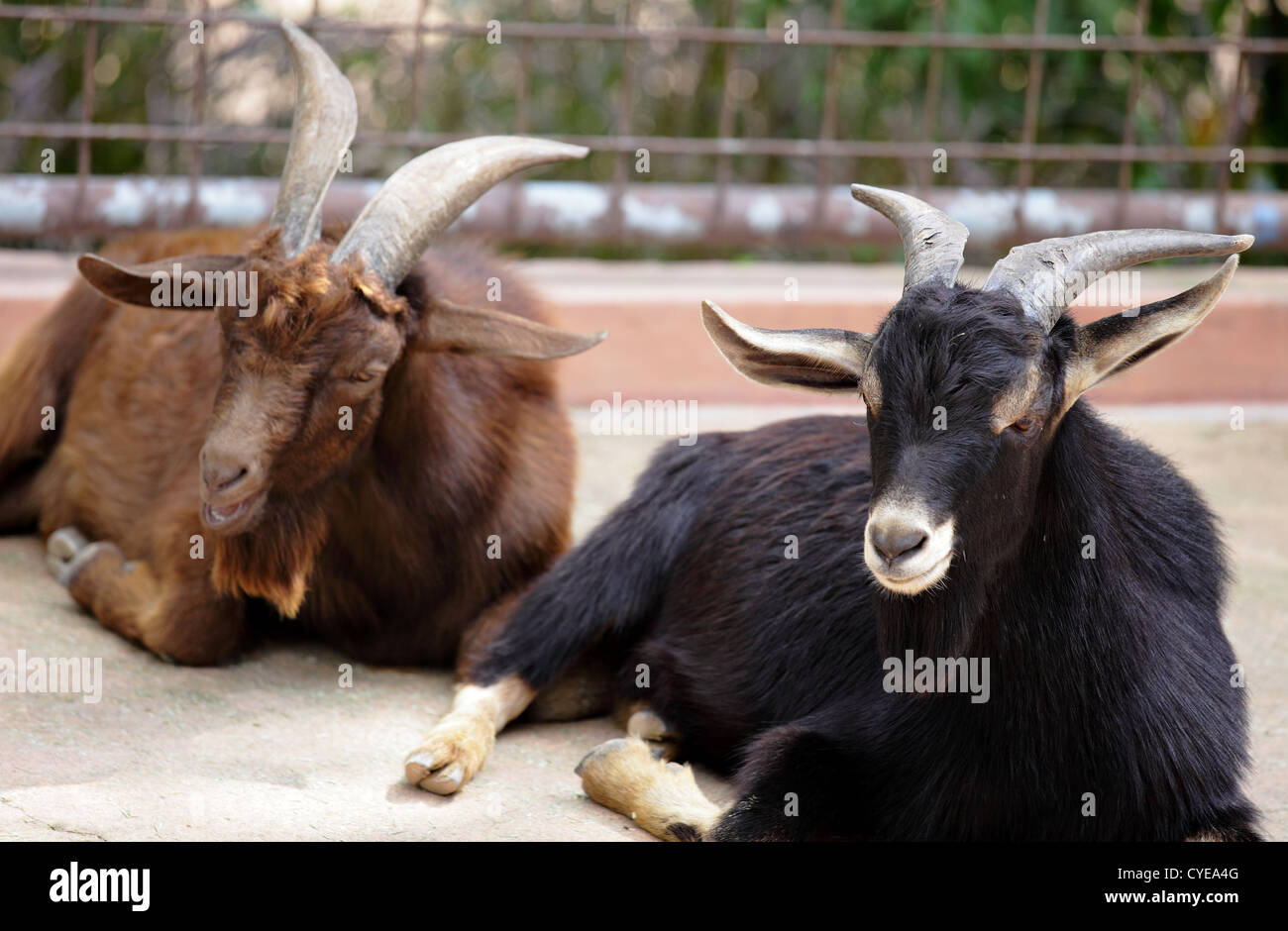 goat in farm Stock Photo - Alamy