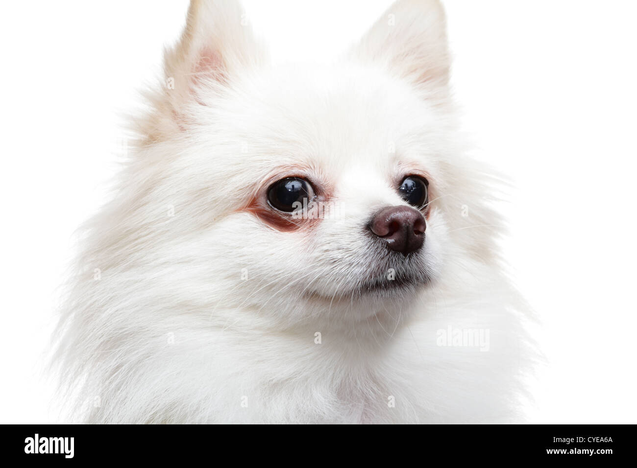 Pomeranian training isolated hi-res stock photography and images - Alamy