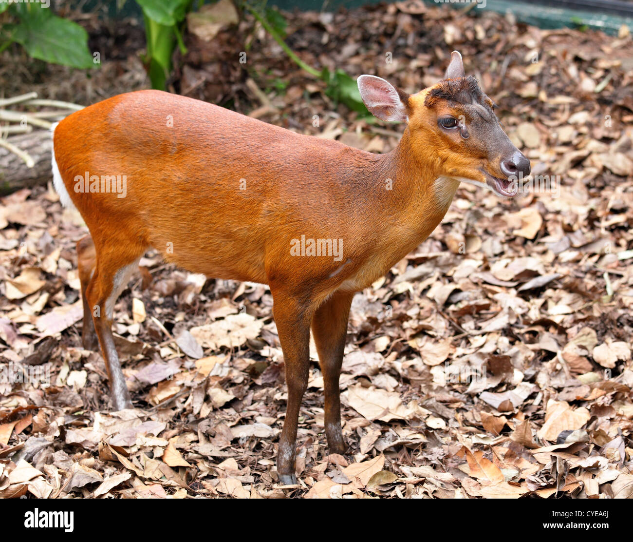 Indian muntjacs hi-res stock photography and images - Alamy