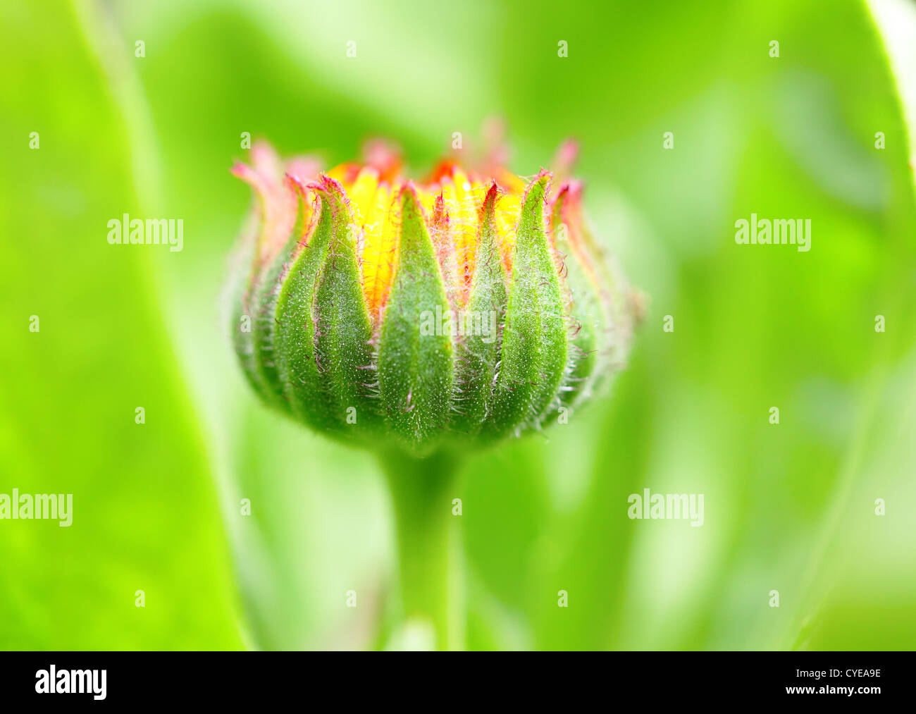 bud flower in the beginning of the flowering Stock Photo - Alamy