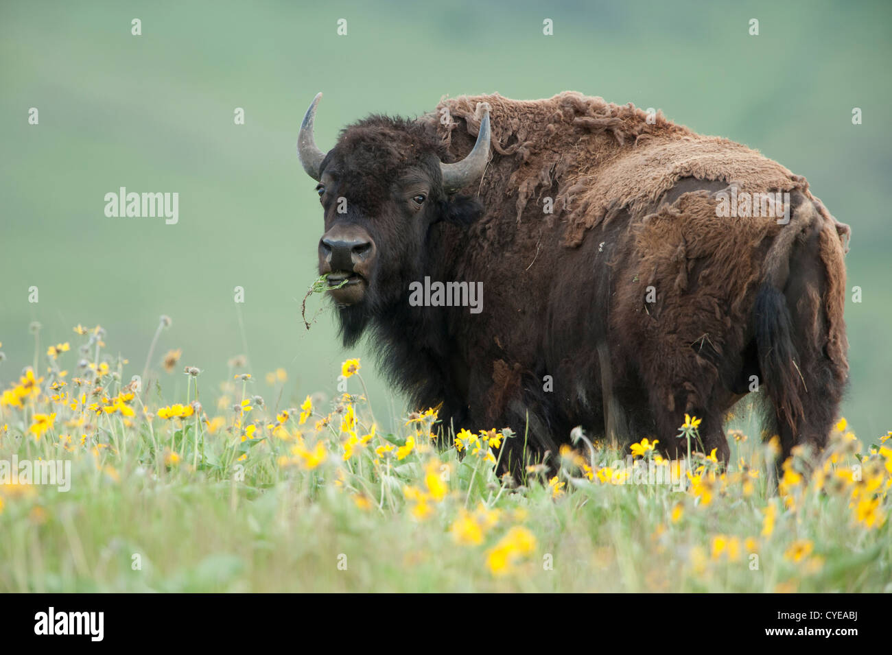 A cow bison (Bison bison) feeding on Spring wildflowers, National Bison ...