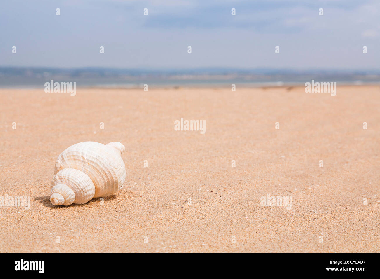 Beach detail with a seashell on a sandy beach with the sea in the ...