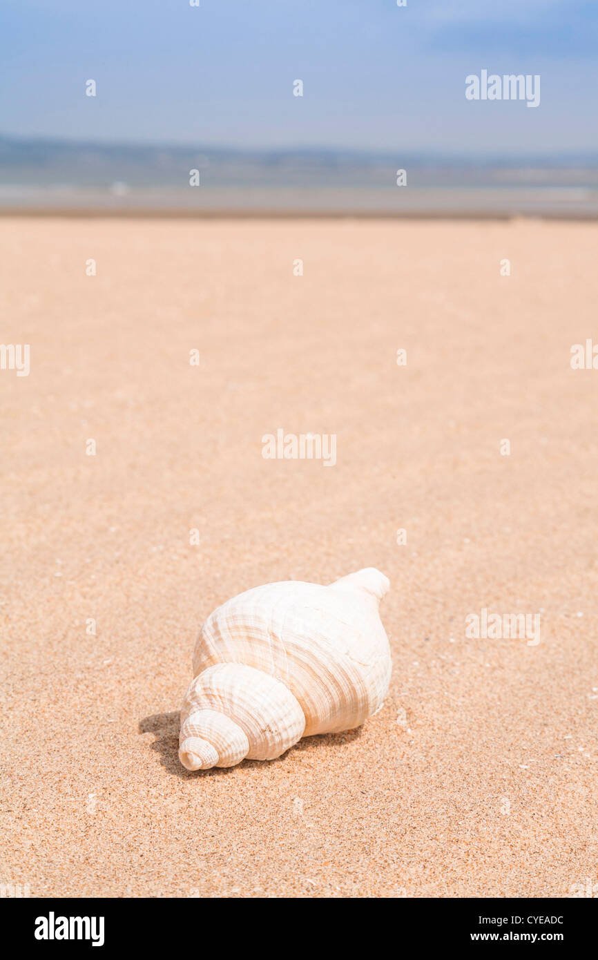 Beach scene with a sea shell and lots of copyspace Stock Photo - Alamy