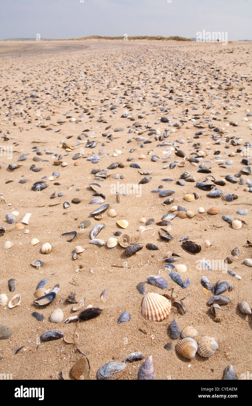 Intertidal zone mussels hi-res stock photography and images - Alamy