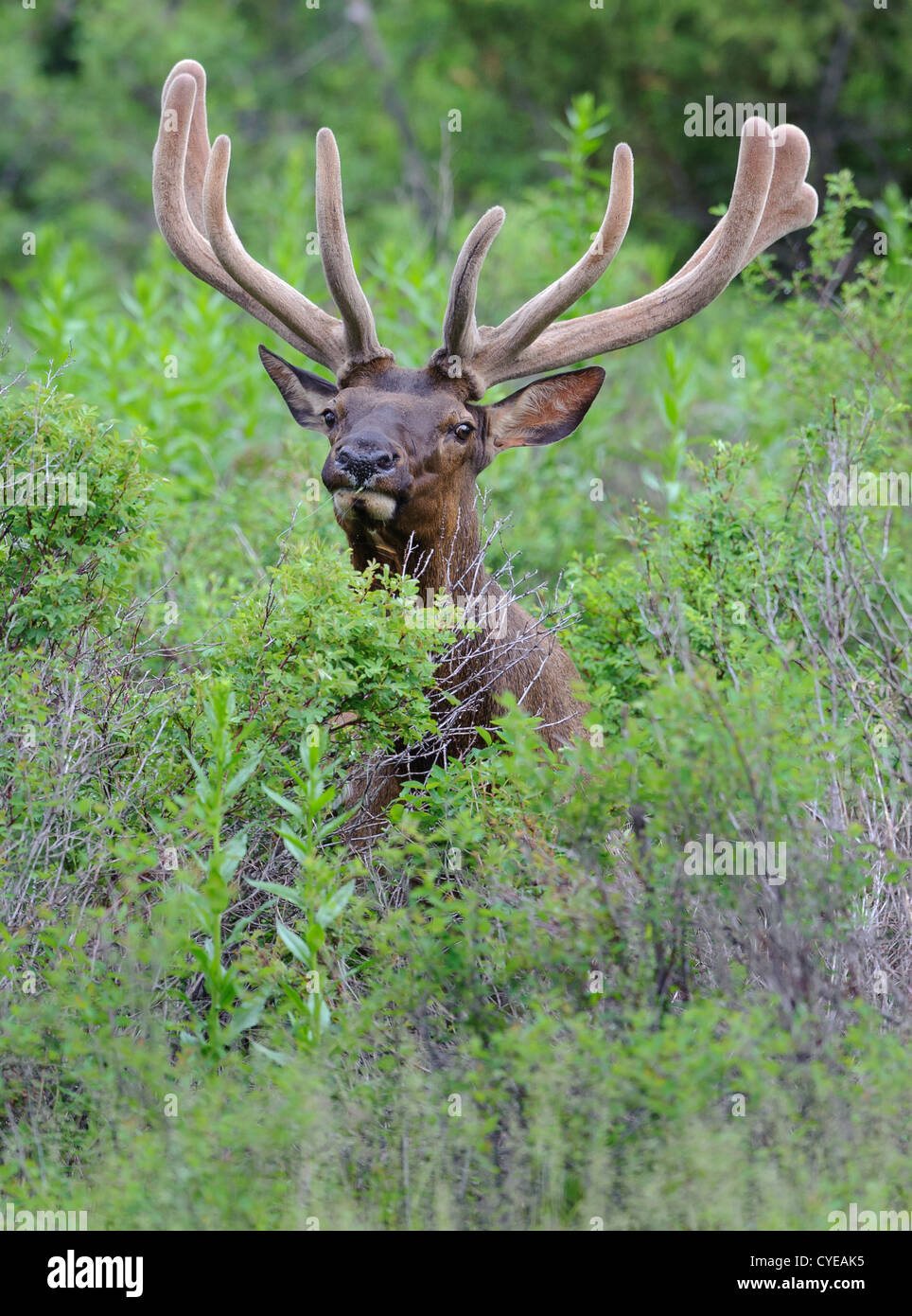 A bull elk in velvet during the lush Spring of Western Montana Stock ...