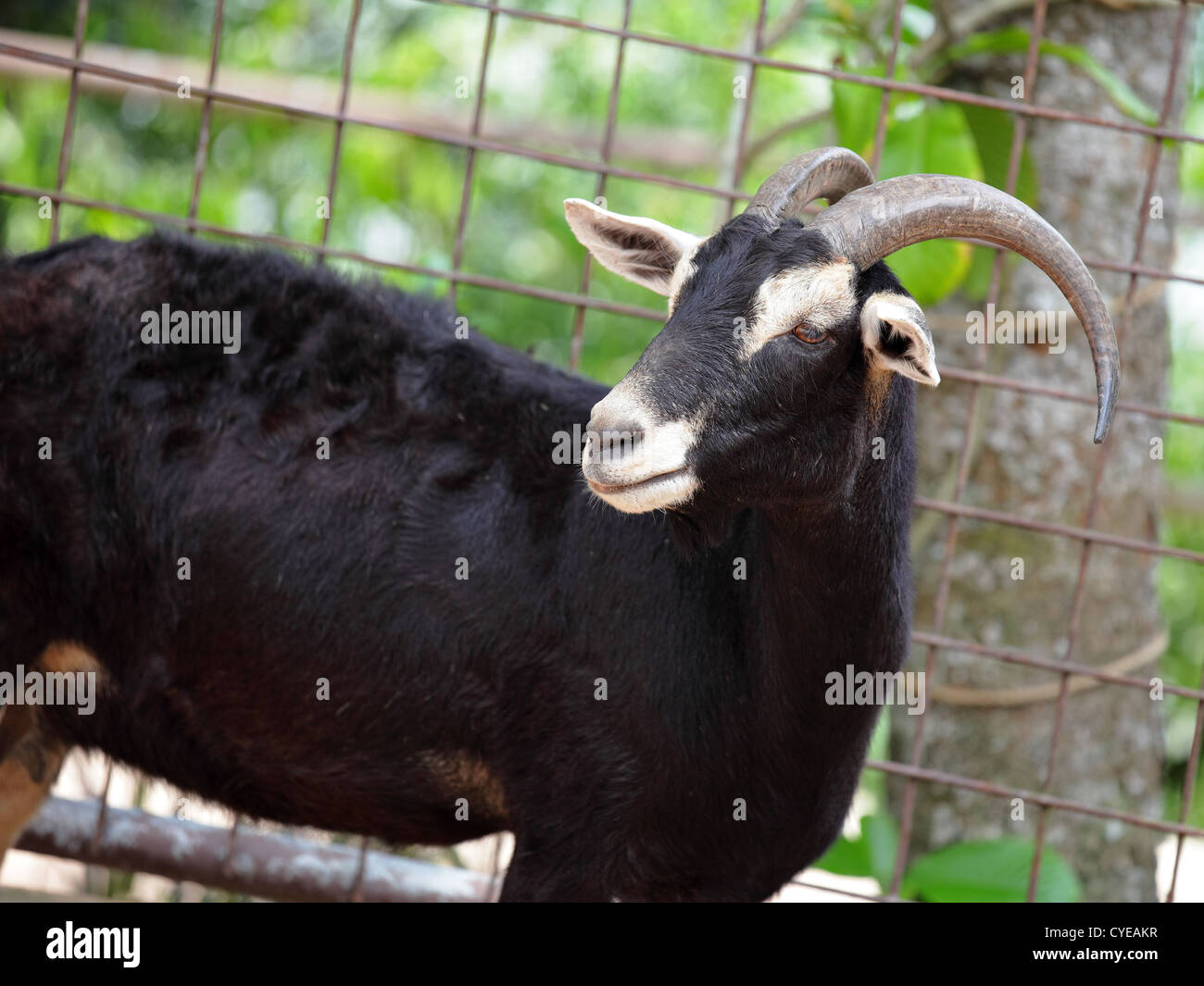 goat in farm Stock Photo - Alamy