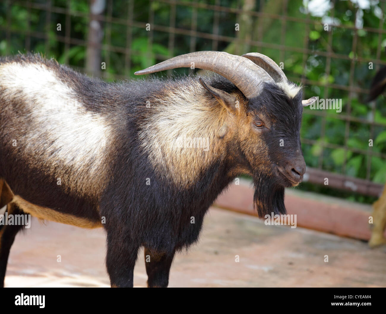 goat in farm Stock Photo - Alamy