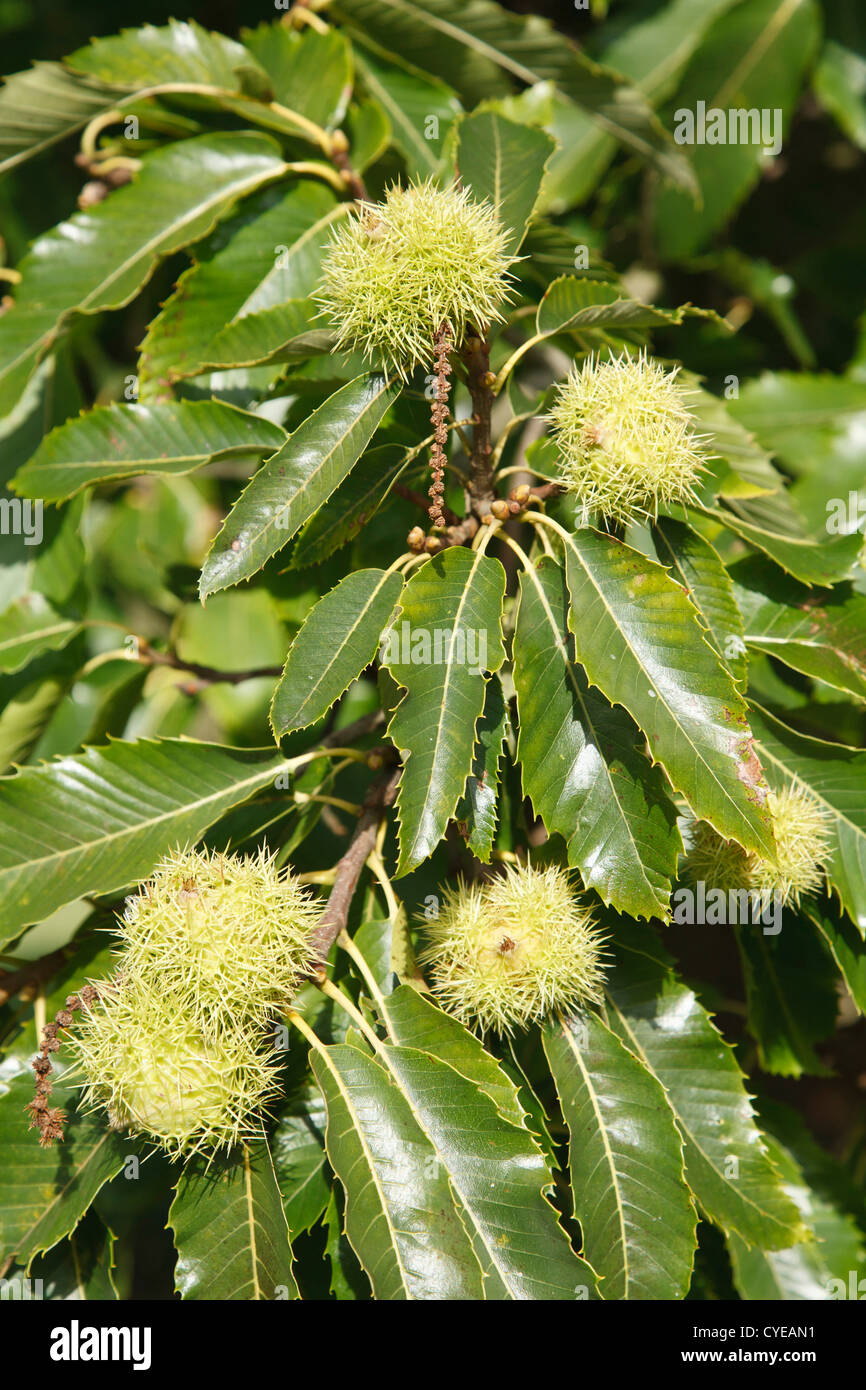 Casing tree hi-res stock photography and images - Alamy