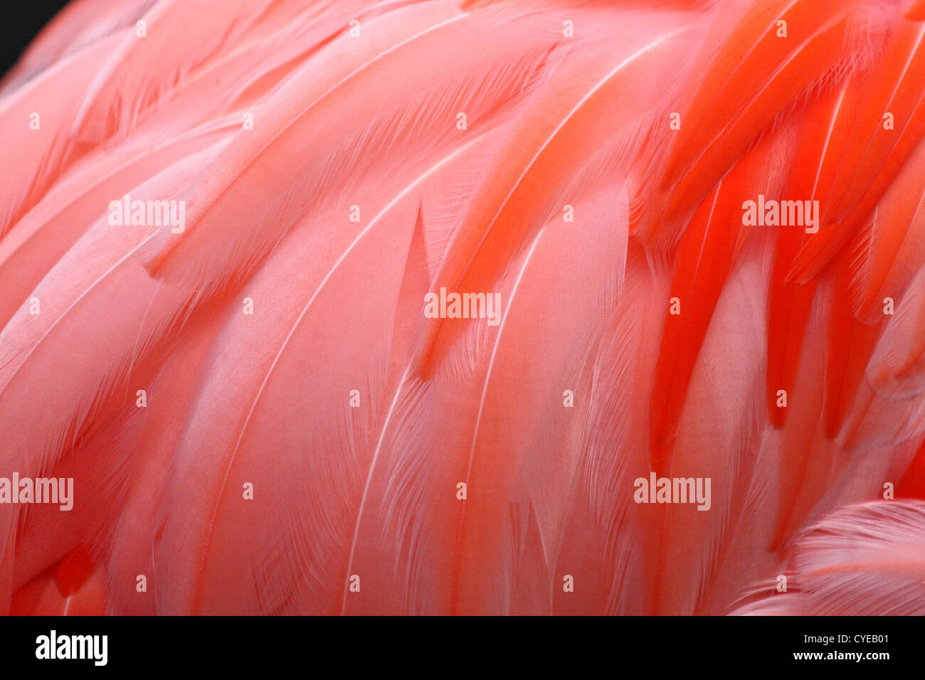 Red feather background Stock Photo - Alamy