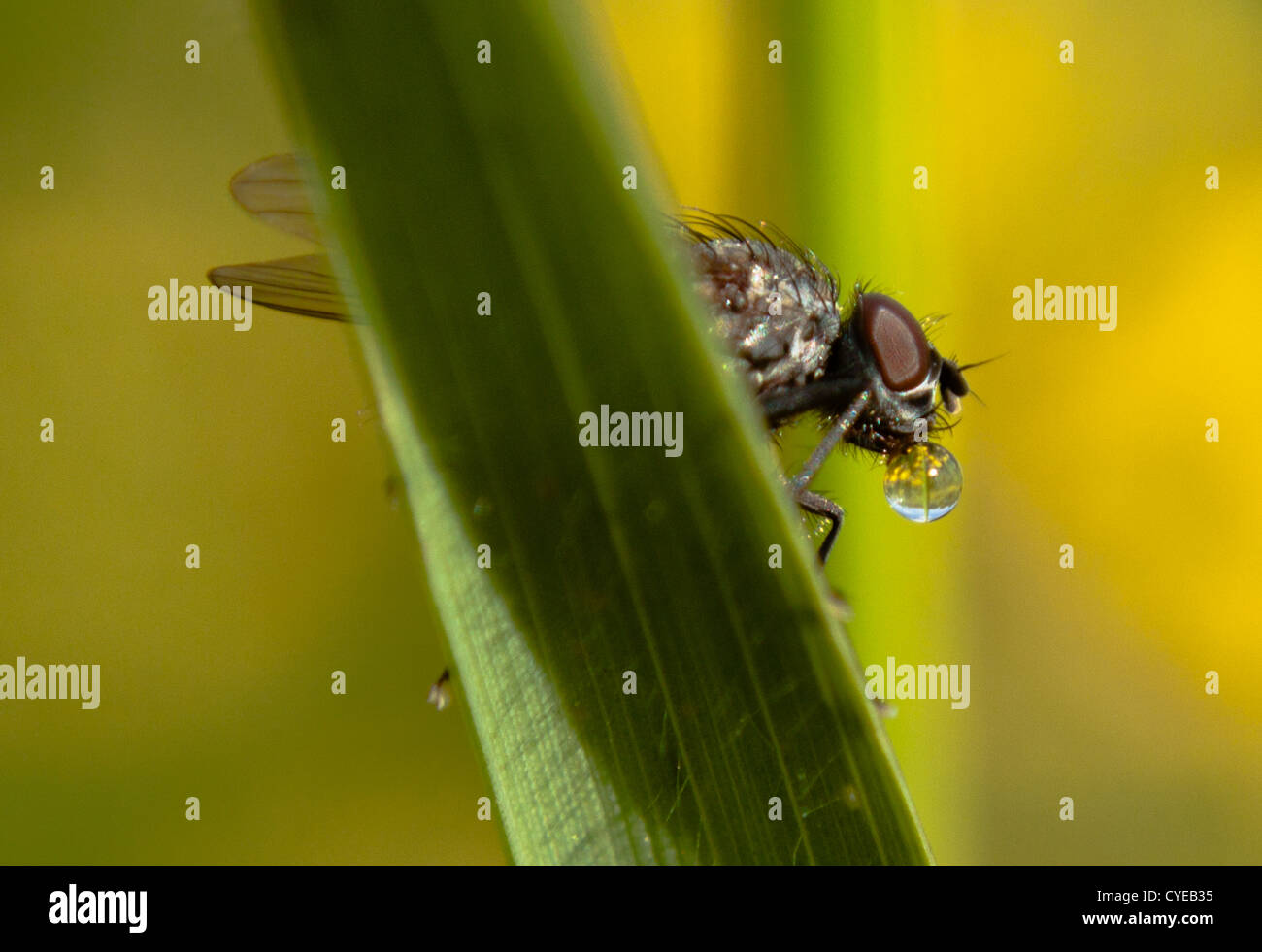 Fly washing by first blowing a bubble, then using it front legs to rub ...