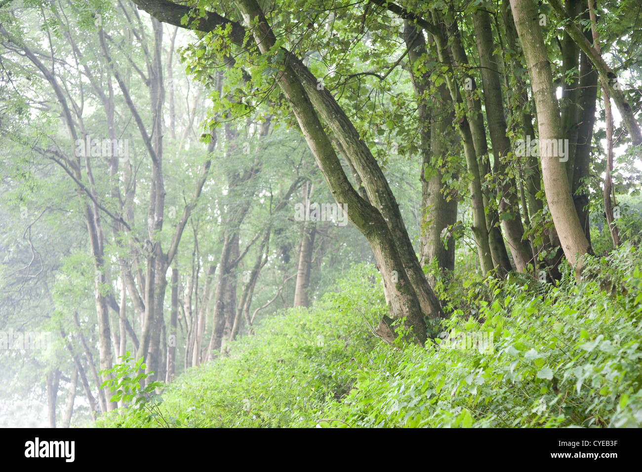 England plant vegetation hi-res stock photography and images - Alamy