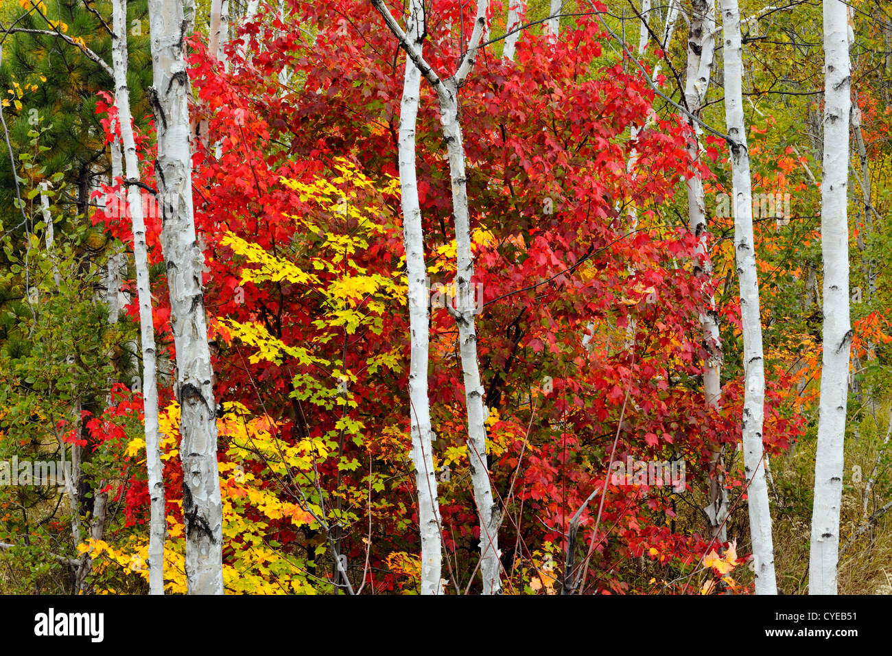 Autumn red maple and birch trees, Greater Sudbury, Ontario, Canada ...
