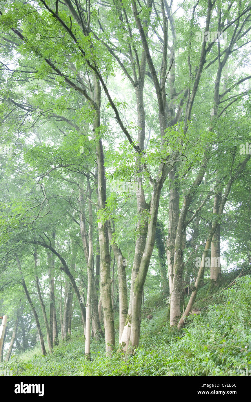 Tall Trees forming Nature Background Stock Photo - Alamy