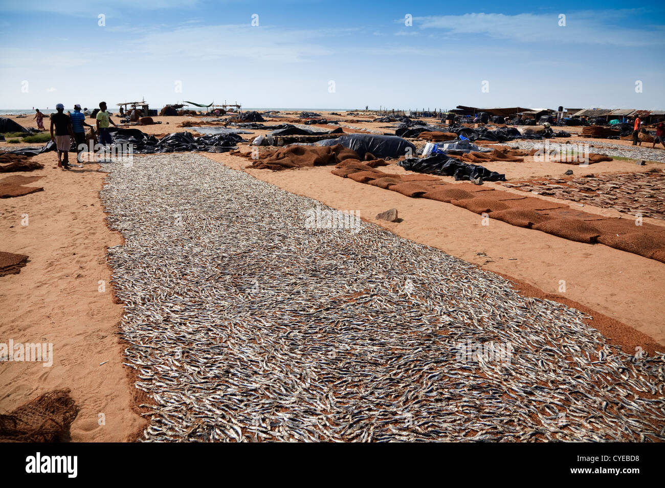 Fish drying on matting at Negombo fish market and harbour, Negombo, Sri ...